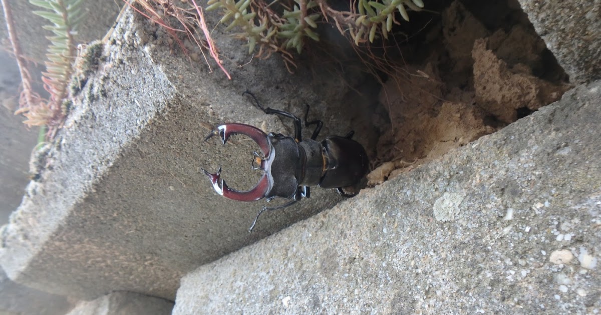 Animals: Lucanus cervus