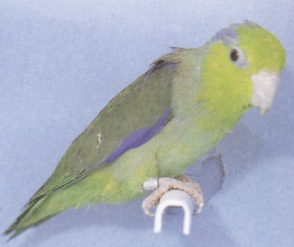 aves: lorito de lomo azul