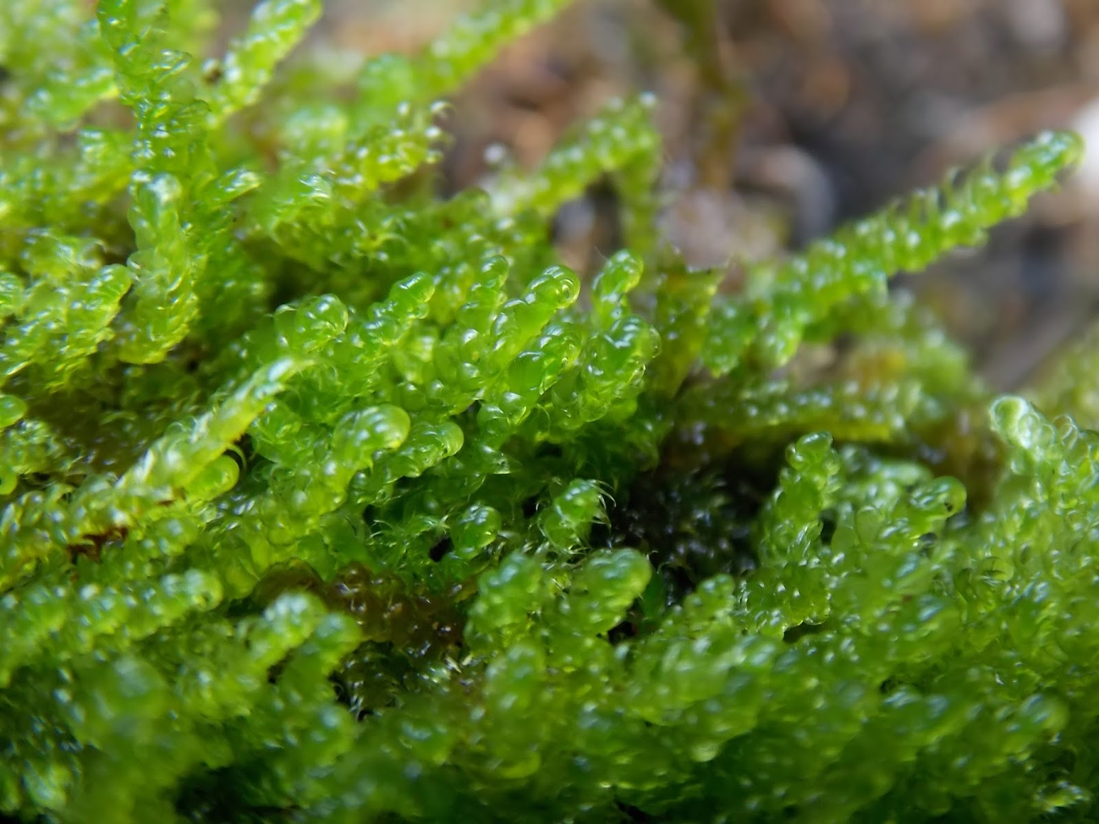 Hypnum andoi A.J.E.Sm.