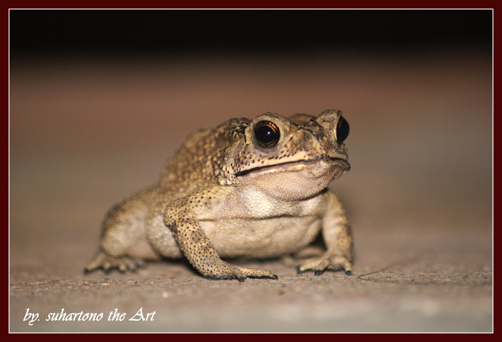 suhartono the Art: The Cute of Toad|Photography and exoticism Indonesia in photography