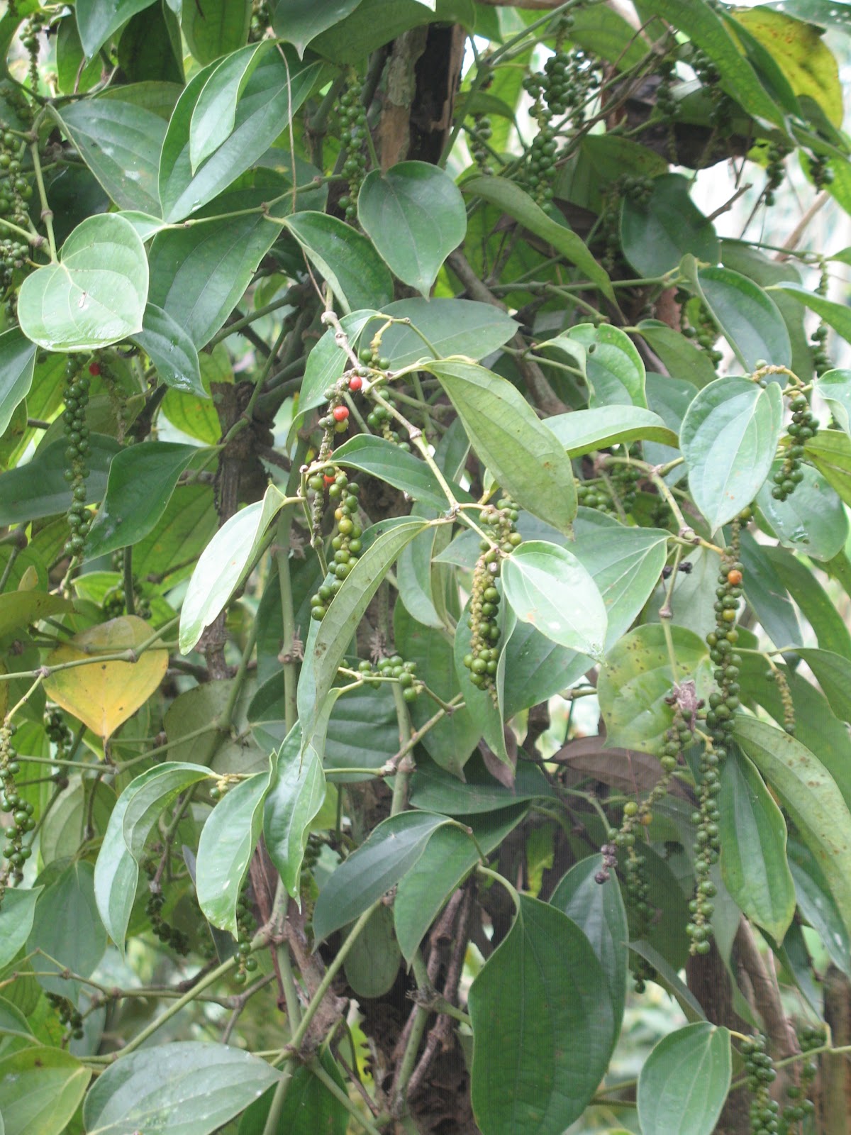 My Season of Peace: Trees and plants galore!