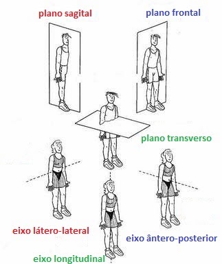 Nutrição - ANATOMIA: Introdução a Anatomia