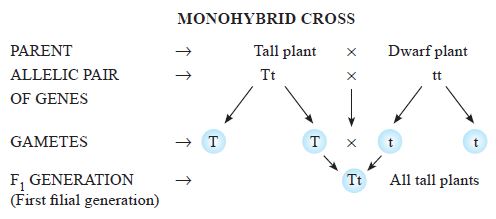 Online Notes on Chapter=9 ( Heredity and Evolution) Part 1 ...