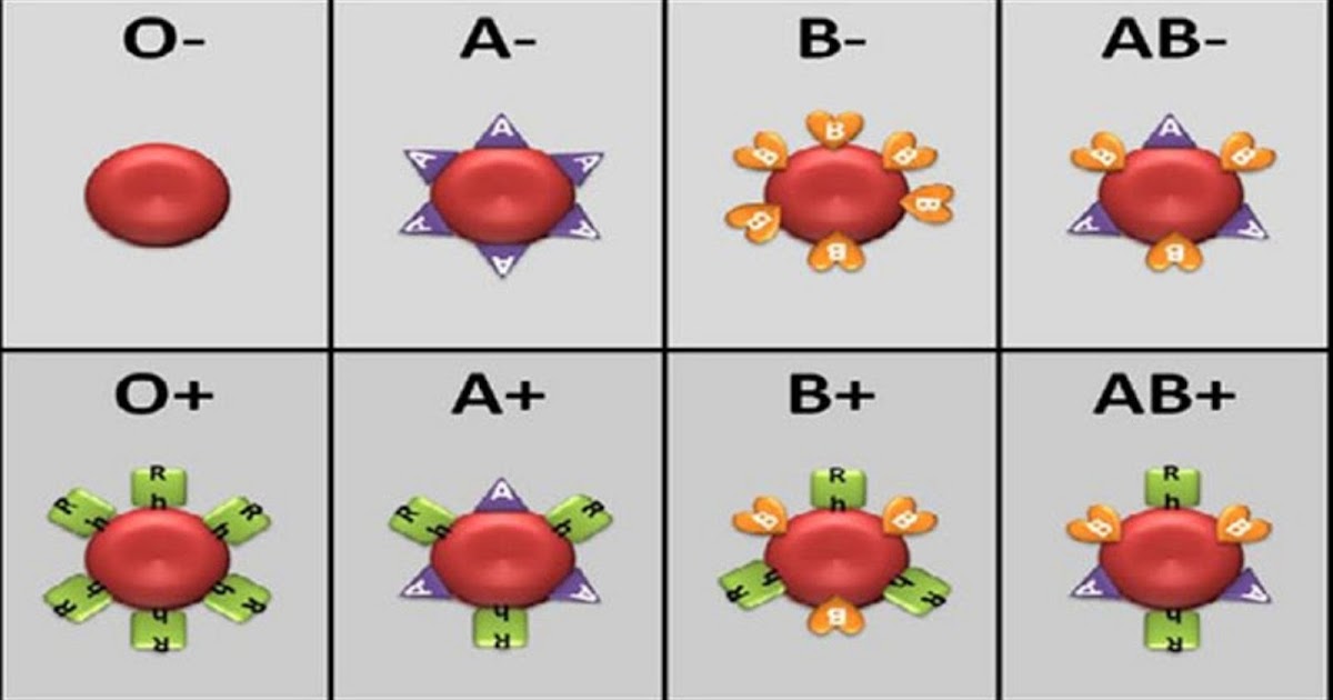 TU TIPO DE SANGRE REVELA QUE TIPO DE SALUD TIENES. | Curiosidades Por ...