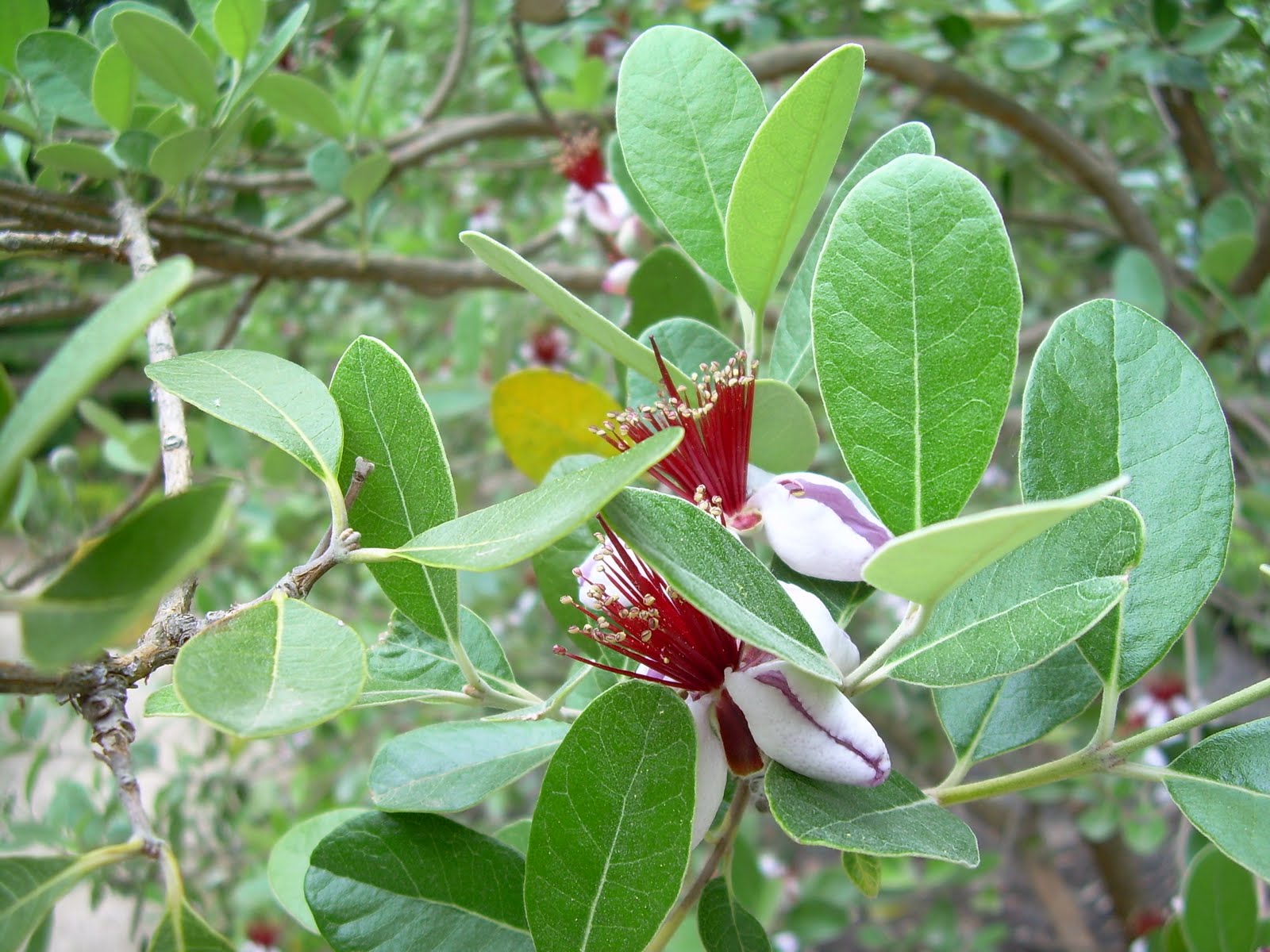 Taxonomía Plantae Magnoliopsida: Myrtales