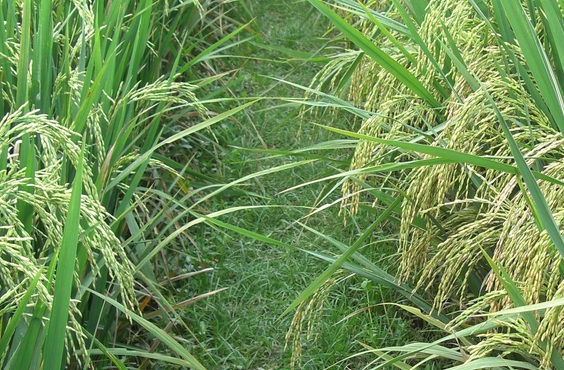 Klasifikasi dan Morfologi Tanaman Padi (Oryza sativa) - Inspirasi Berkebun