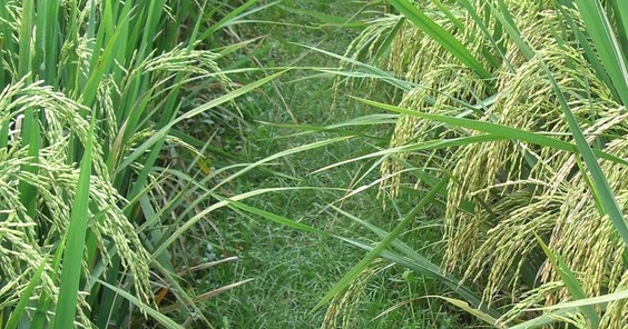 Klasifikasi dan Morfologi Tanaman Padi (Oryza sativa) - Pustaka Ilmu