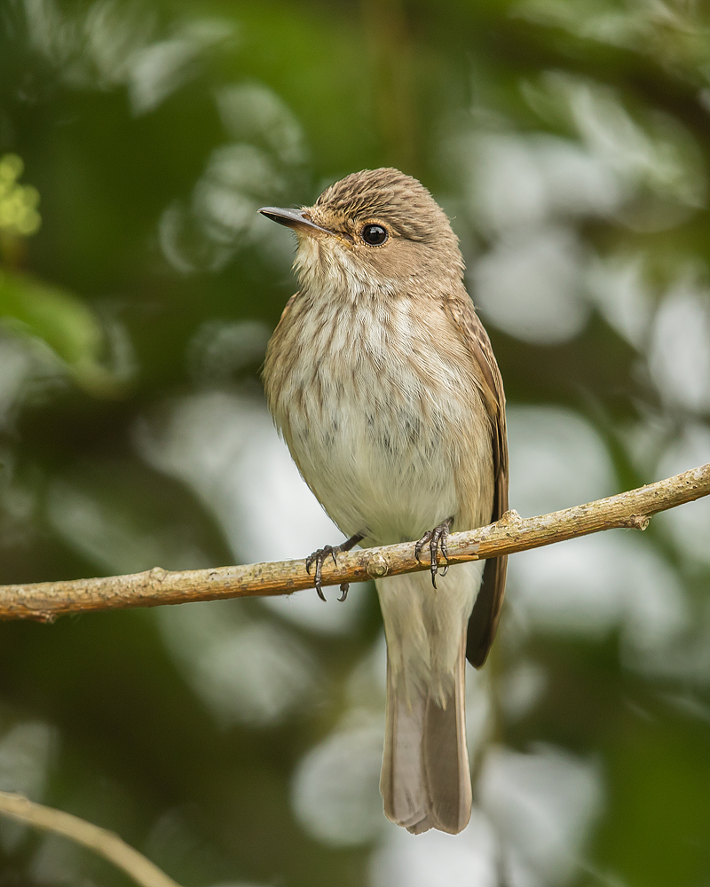 CAMBRIDGESHIRE BIRD CLUB GALLERY: Spotted Flycatcher