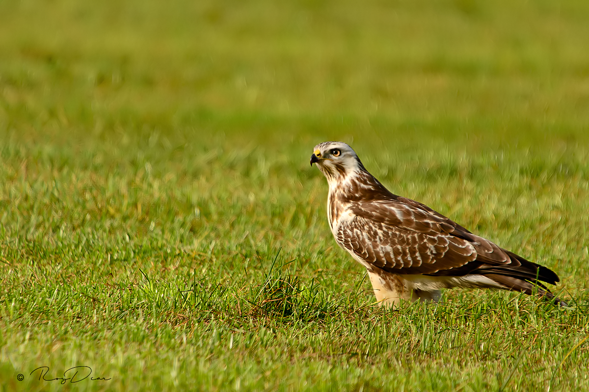 Foto's: Buizerd
