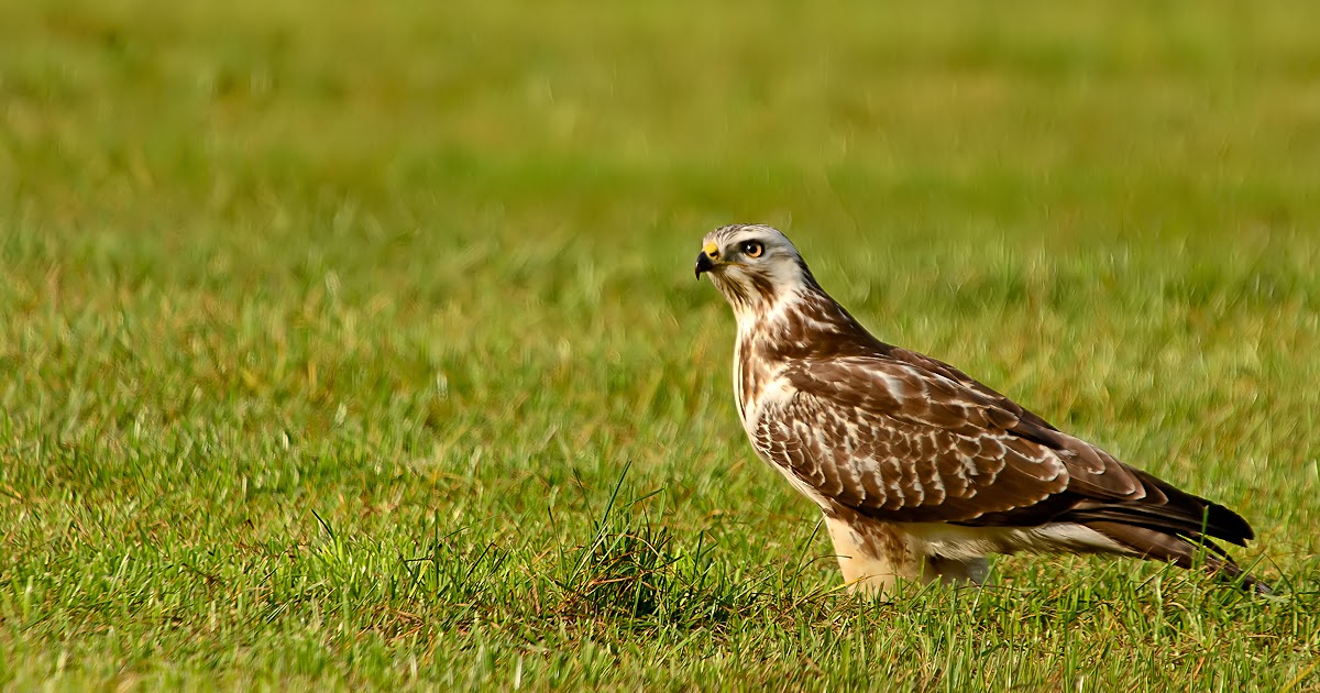 Foto's: Buizerd