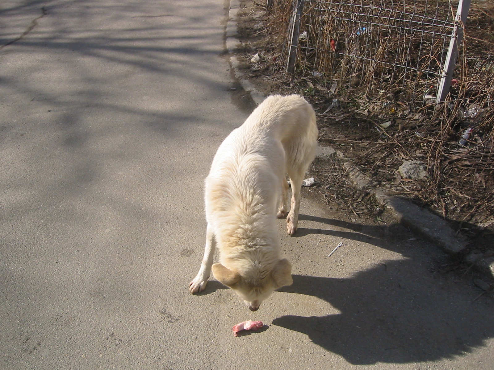 Blog de fotografii: Un caine alb infometat