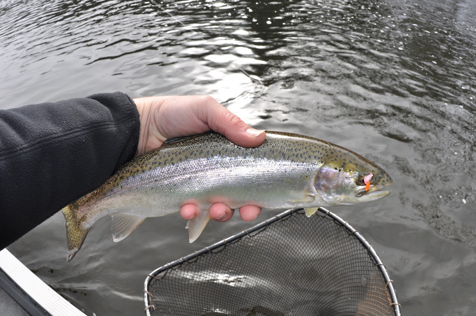ADDENDUM TO PART II- SMOLTING- STEELHEAD PROGNOSIS 2016 ~ Matt Supinski ...