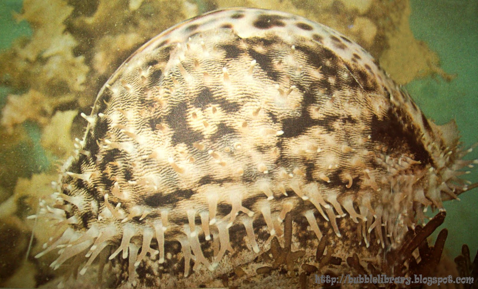 B u B b L e p e d i a: Where do you find cowrie shells?