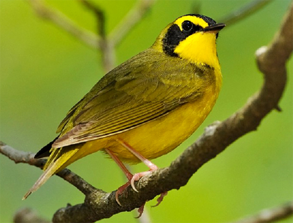 Bellas Aves de El Salvador: Geothlypis formosa ( chipe cachete negro o ...
