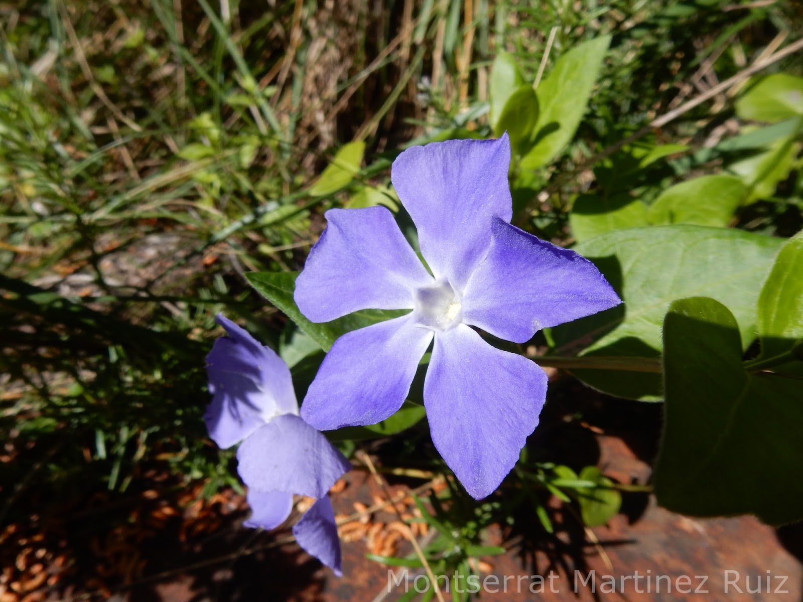 VINCA MAJOR ¿o es Vinca Minor? - BOTÀNIC SERRAT