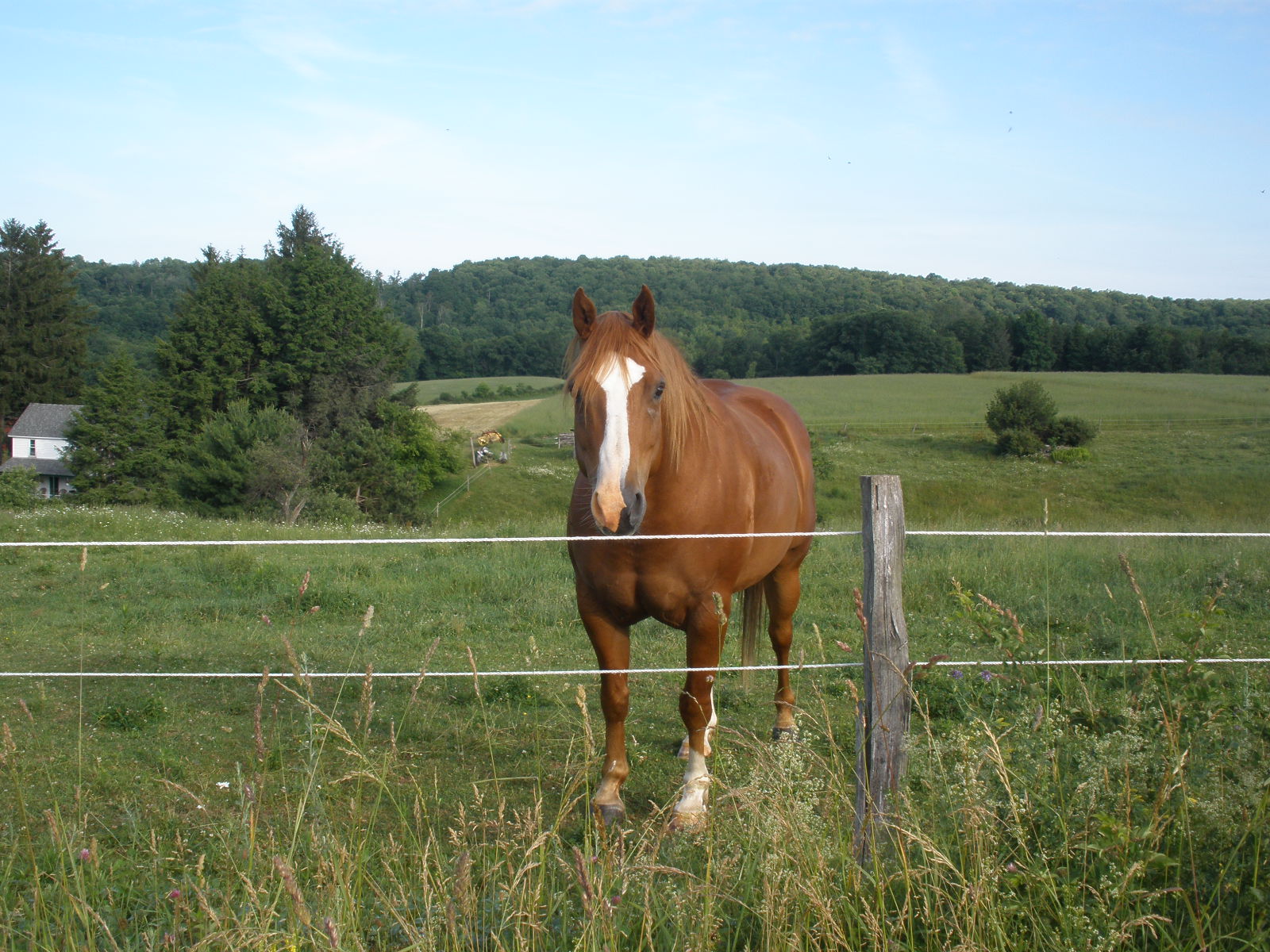 Life is Good : ): A friendly horse