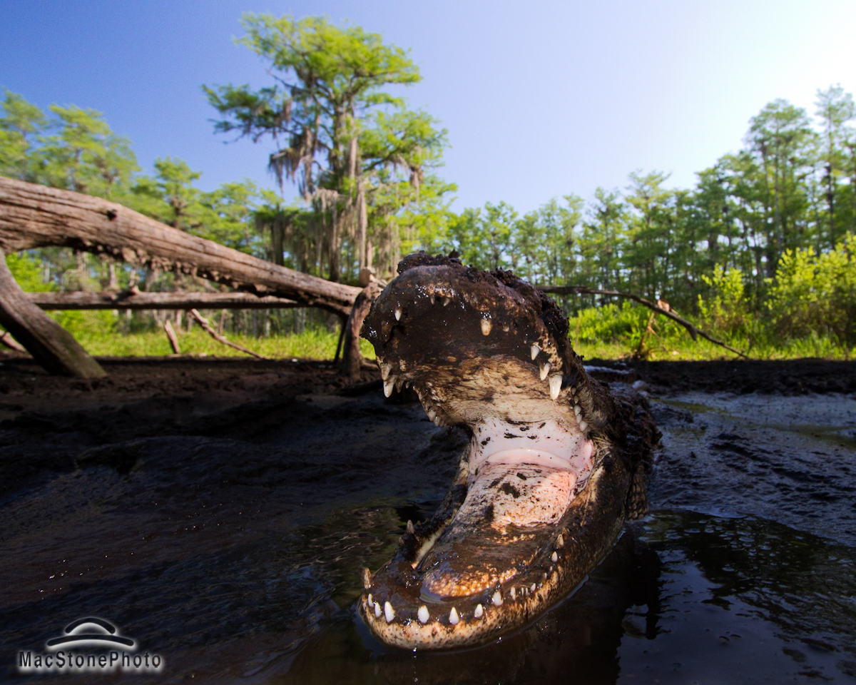 Mac Stone Photography Blog: A Gator Tale