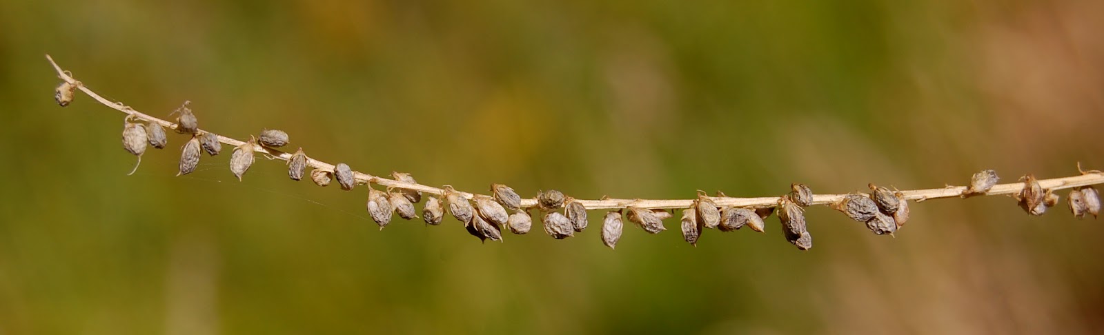 blackoaknaturalist: Last-Ditch Attempts, 2