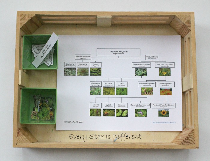 Montessori-inspired Plant Activities with Free Printables - Every Star ...