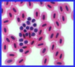 Histologia De Trombocitos