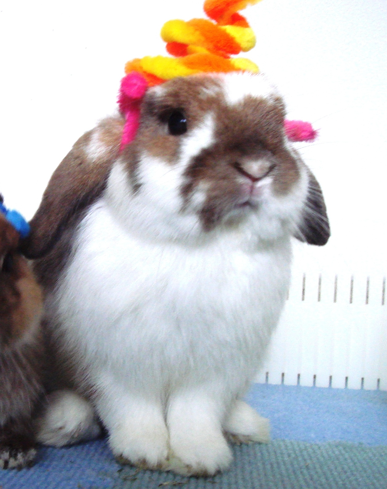 Rabbits for sale in Singapore!: (SOLD) Show Type Broken Tort Holland ...