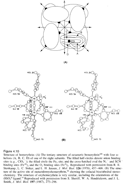 Biology Note: The hemerythrin family