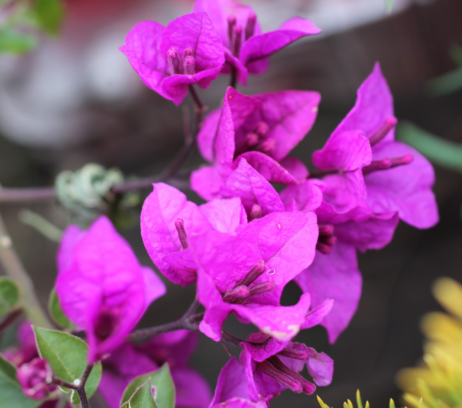 Florez Nursery: Geranium x sanguineum 'Khan'