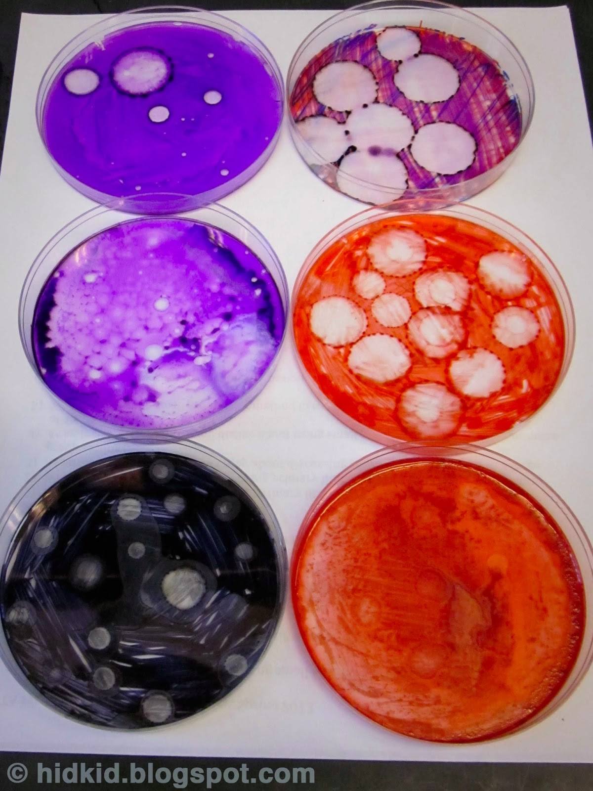 Craftimism: Petri Dish Art