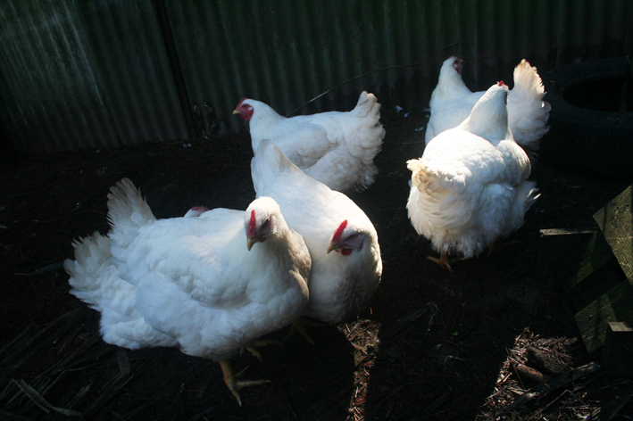 the natural chicken: Crossing commercial hens with heritage breed roosters