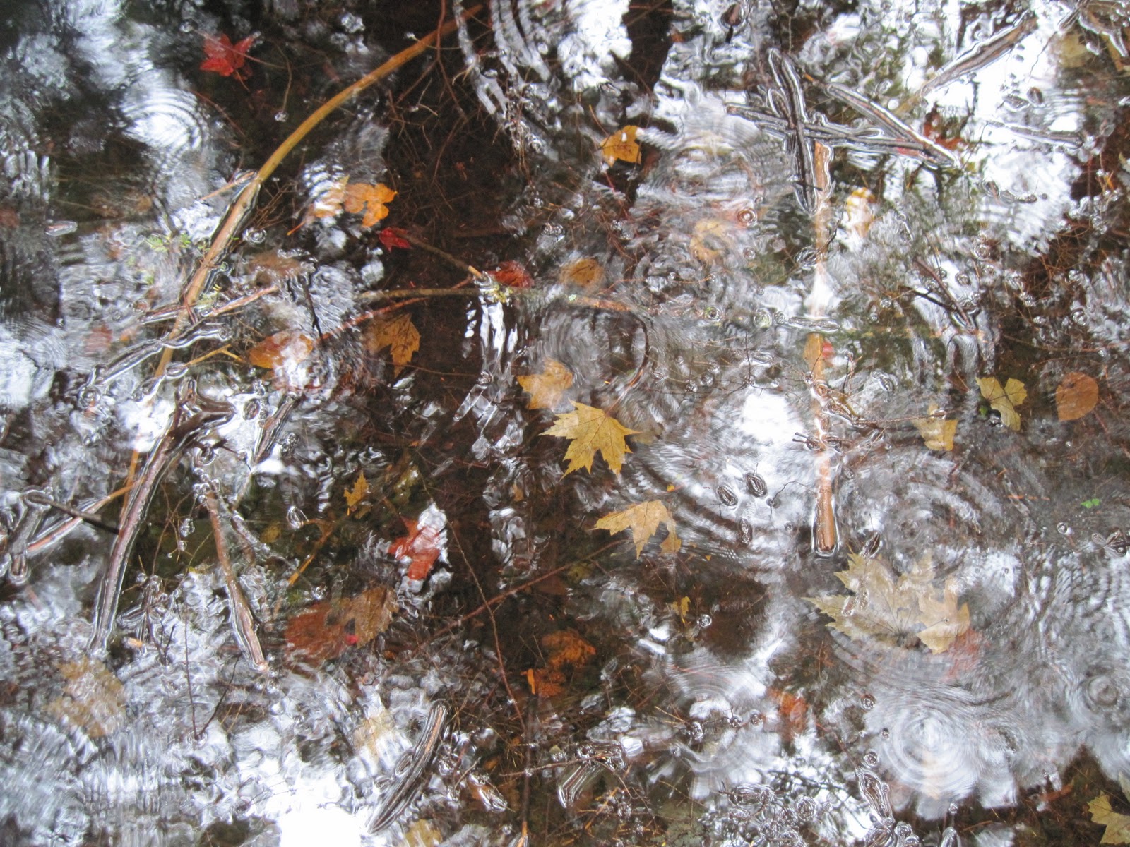 RavenWood Forest: Whirling Water and Tinkling Drops