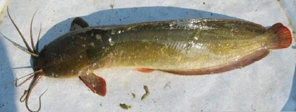 MULEBA ORGANIC FISHING NETWORK(MOFNet)