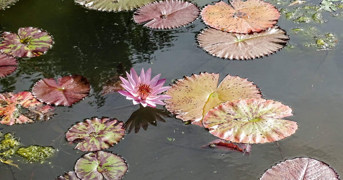 Walking Arizona: Water Lily with leaves