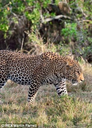 Wildlife Photos: The hungry Leopard