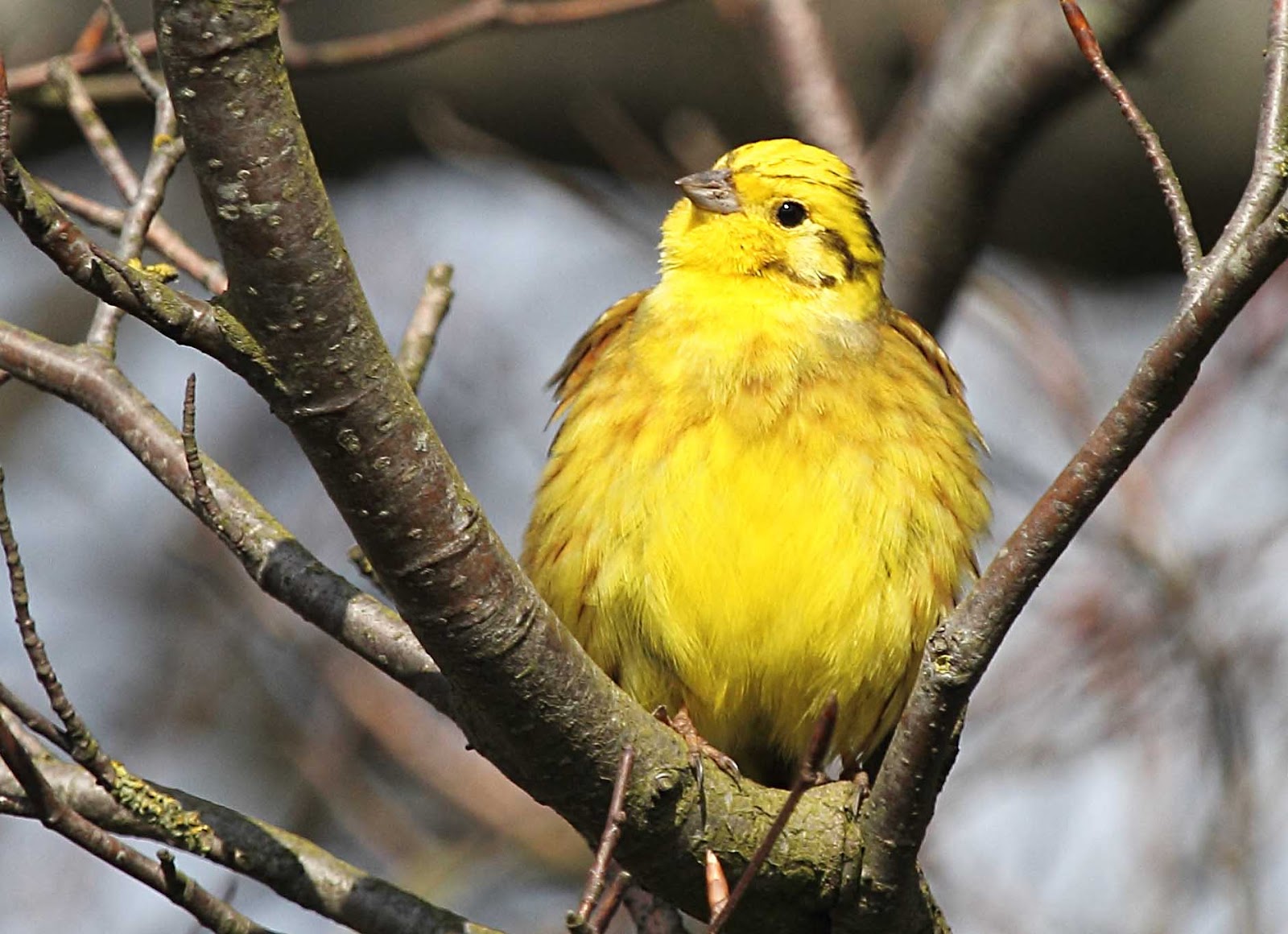 Darley Dale Wildlife: Yellowhammer - male