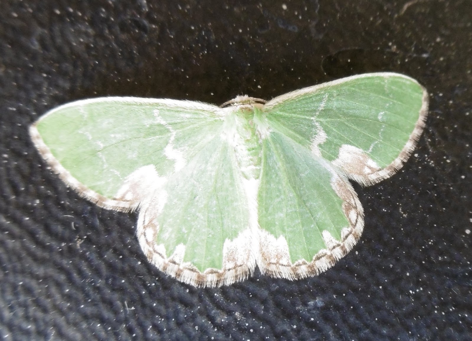 Martin's Moths: What's in a name?