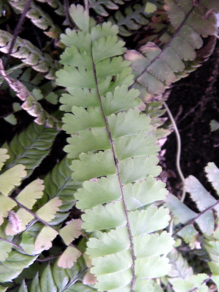 Taxonomia Plantae no Magnoliopsida: Phylum Tracheophyta Clase ...