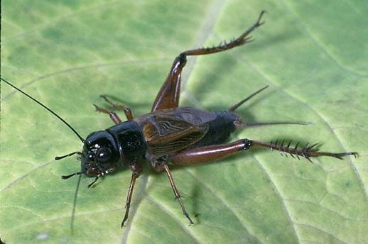 MUSUH ALAMI-PREDATOR: Predator dan parasitoid utama ulat pengorek batang