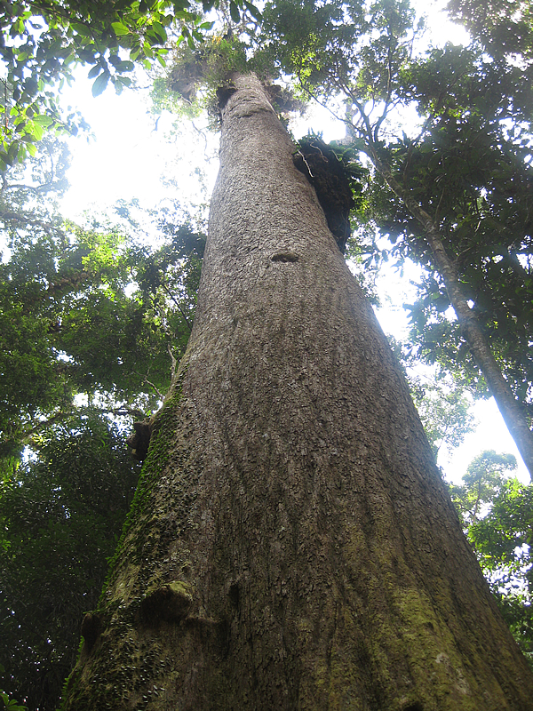 Forest Dweller: A Trip to Cengal Besar Sg. Loh, Hulu Dungun, Terengganu