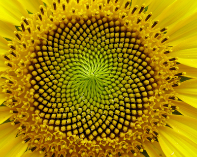 A Number of Things: Brahmagupta and Fibonacci