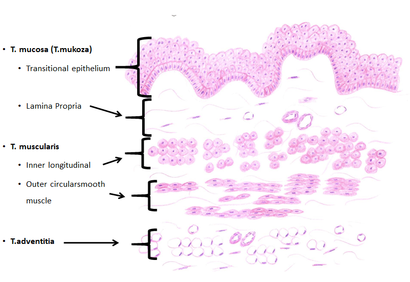 Urinary Bladder Histology Labeled