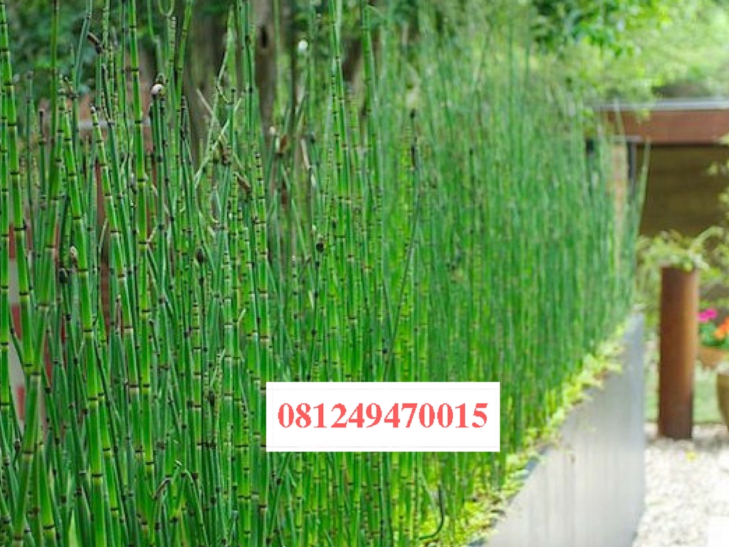 Jual Tanaman Hias Bambu Jakarta Di Magetan | jual tanaman hias bambu ...