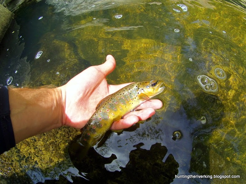 California Stream Fishing: Brown Trout - Hunting the River King