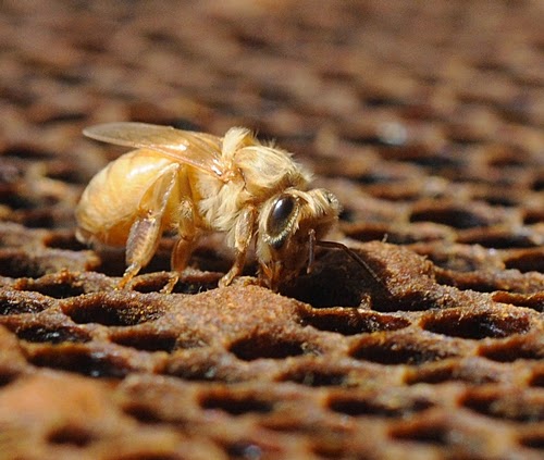 Buzzing Across America: The Busy Life of a Worker Bee