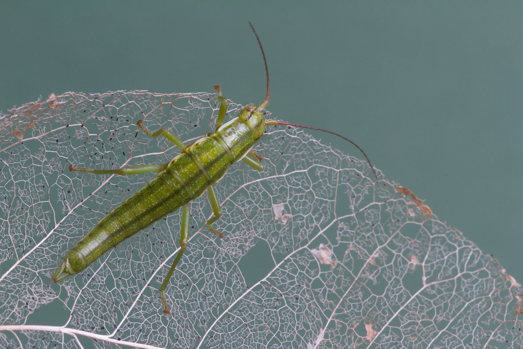 mysterious long green bug with odd tail and six legs : r/whatsthisbug