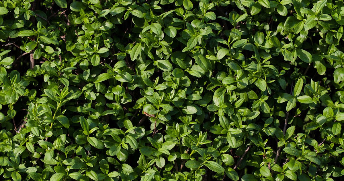 Hedge Texture Seamless