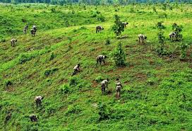 Measures to be taken to improve India : Afforestation