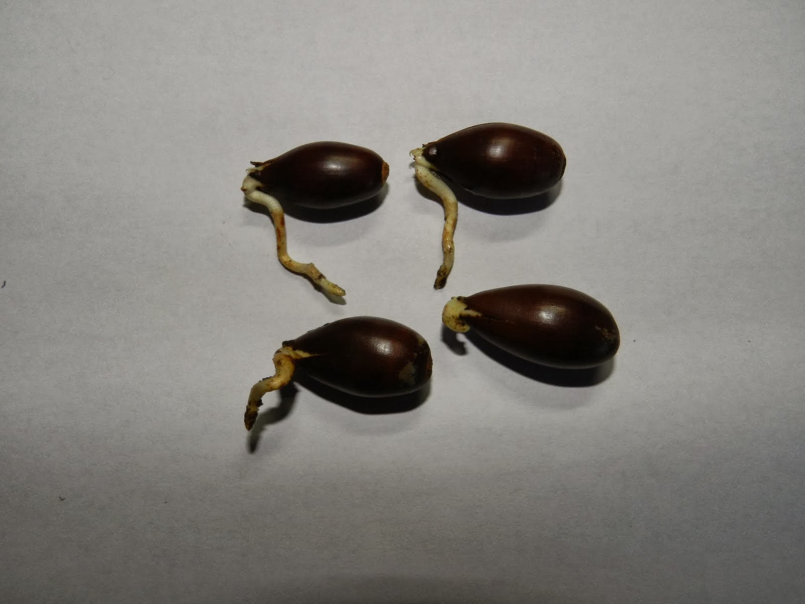 Recursos medioambientales: La Bellota, algo más que un fruto