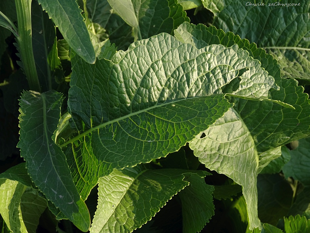 Chwile zaChwycone: Warzęcha, chrzan pospolity