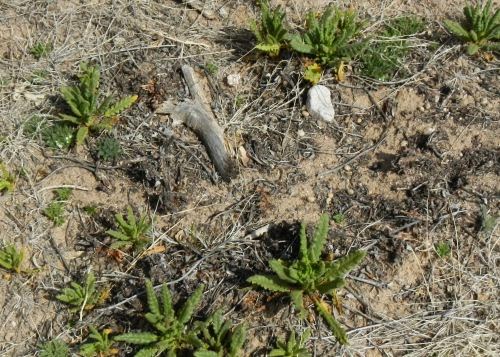Nature Abhors a Garden: Antelope Sage