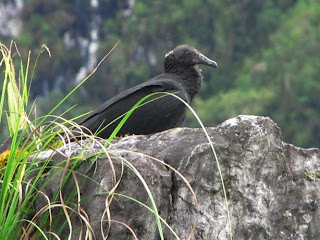 Viajes naturalistas y otras hierbas: Perú 45 (2011) Fauna observada-Aves 1